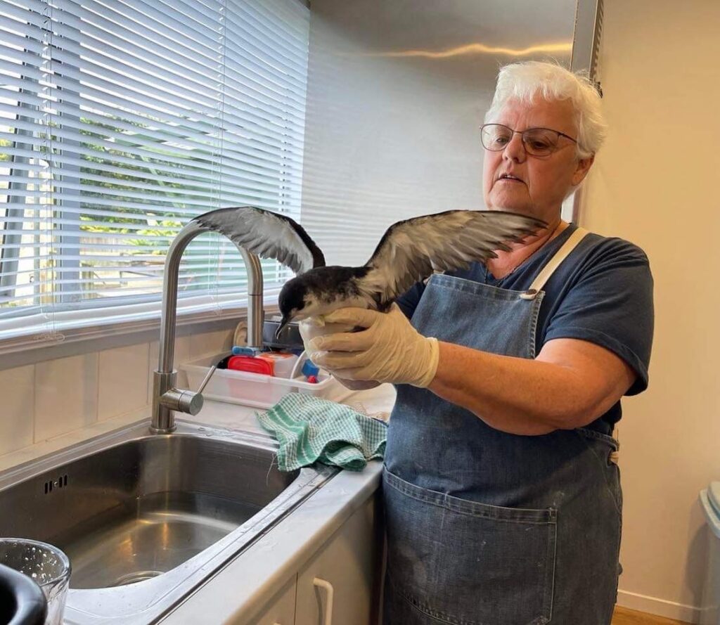 Heartache and relief as Kūaotunu Bird Rescue ceases operation – The ...
