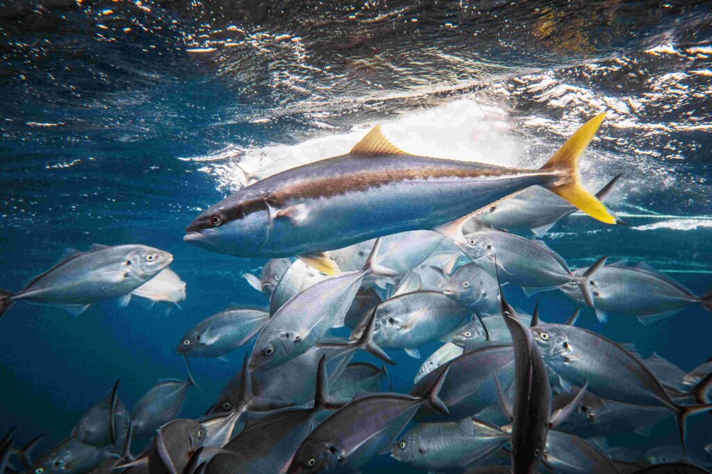 Fish farm proposed – The Valley Profile