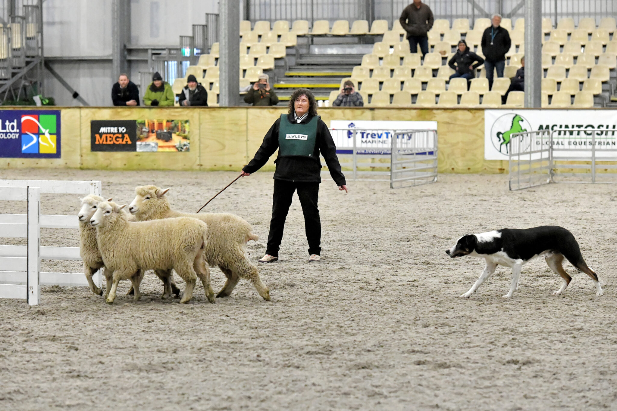 Netherton dog trainer Christine Nielsen and canine pals make a good ...