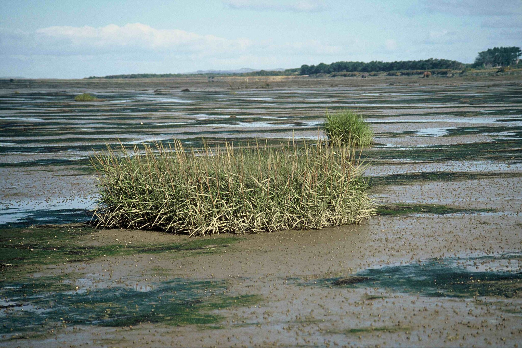Spartina spraying underway – The Valley Profile