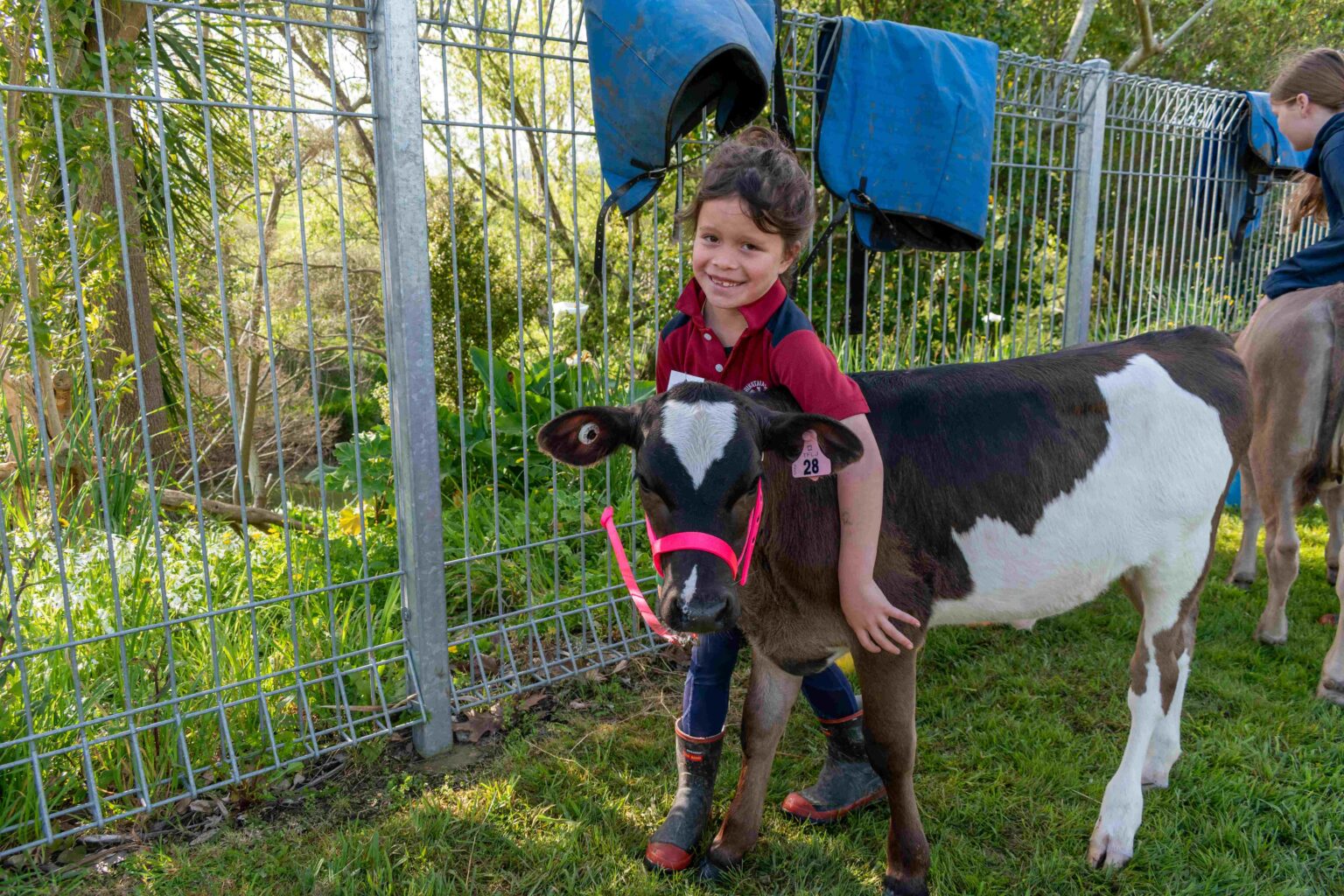 Mucking in: hundreds compete at calf club – The Valley Profile