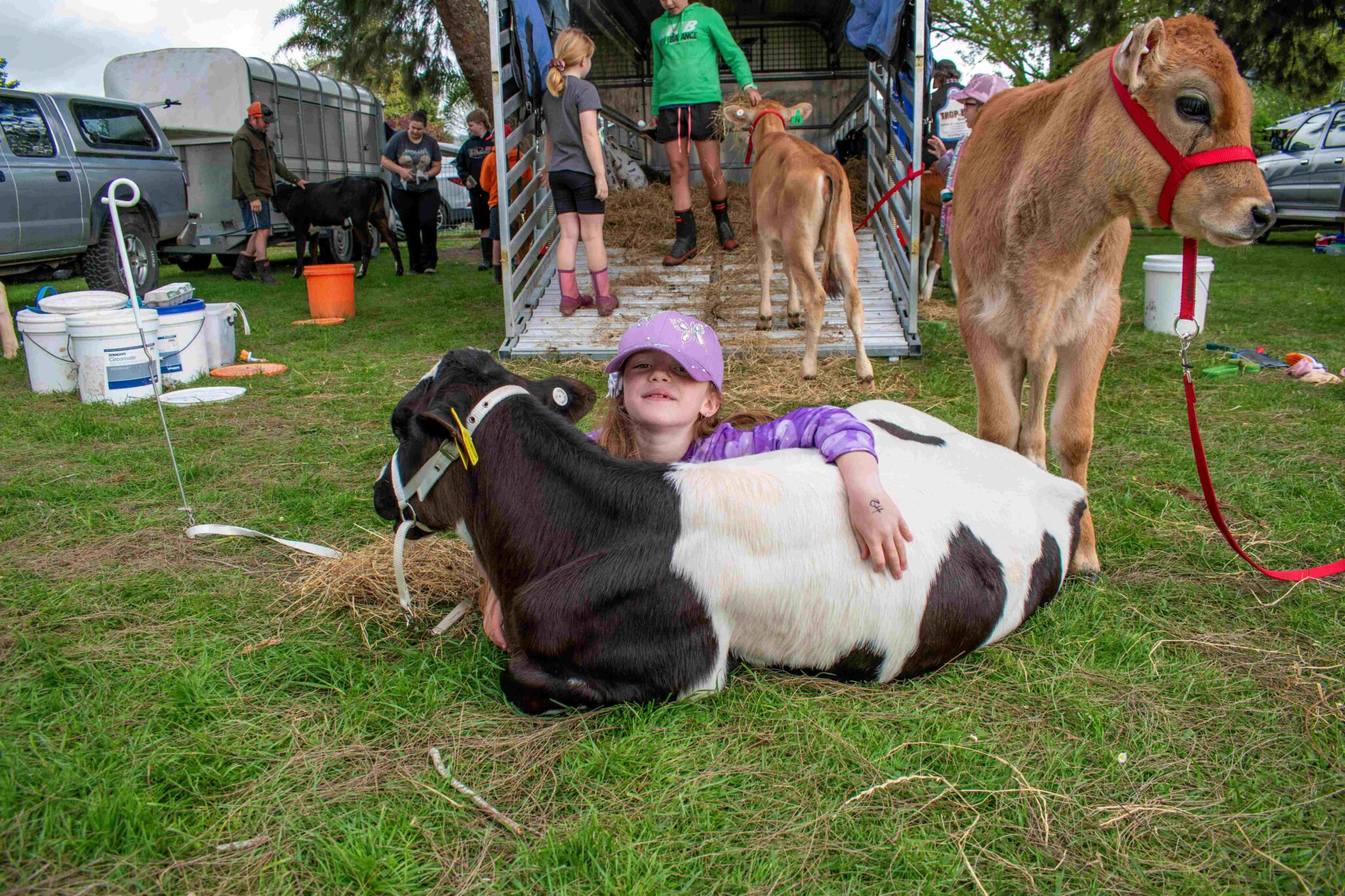 Mucking in: hundreds compete at calf club – The Valley Profile